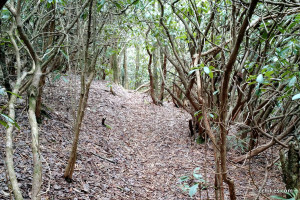 Visit Bubbling Spring Branch Falls in North Carolina