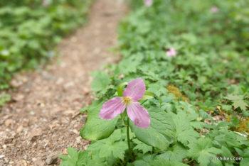 Hike the 25-mile Standing Indian Mountain Loop near Franklin, NC